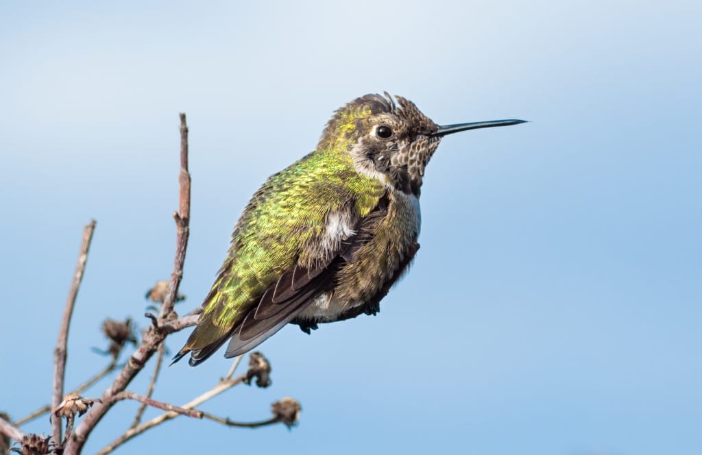 Birding in Marin | Marin County Free Library