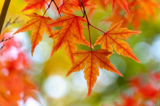 Este Otoño Disfrute de la Biblioteca | Marin County Free Library